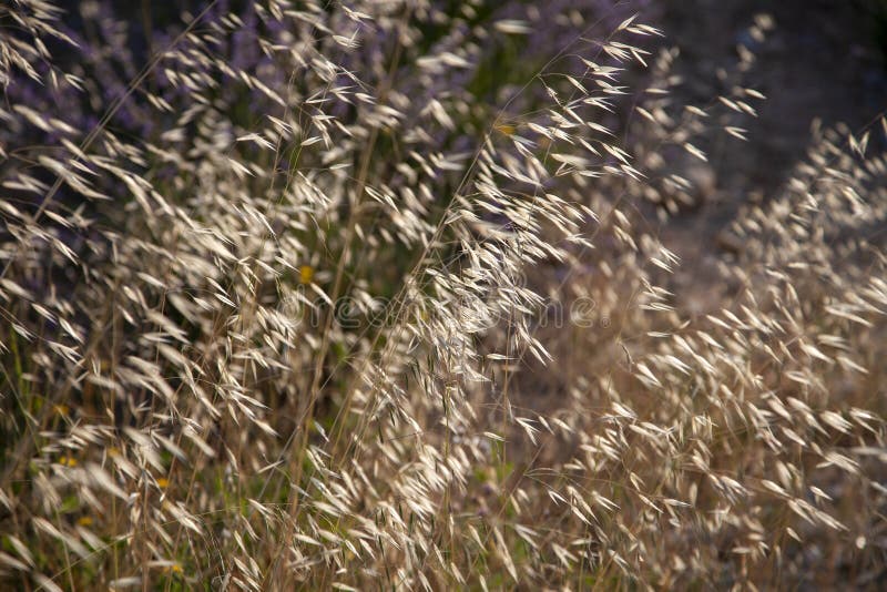 Delicate Plants on a Meadow Stock Image - Image of grass, delicate ...
