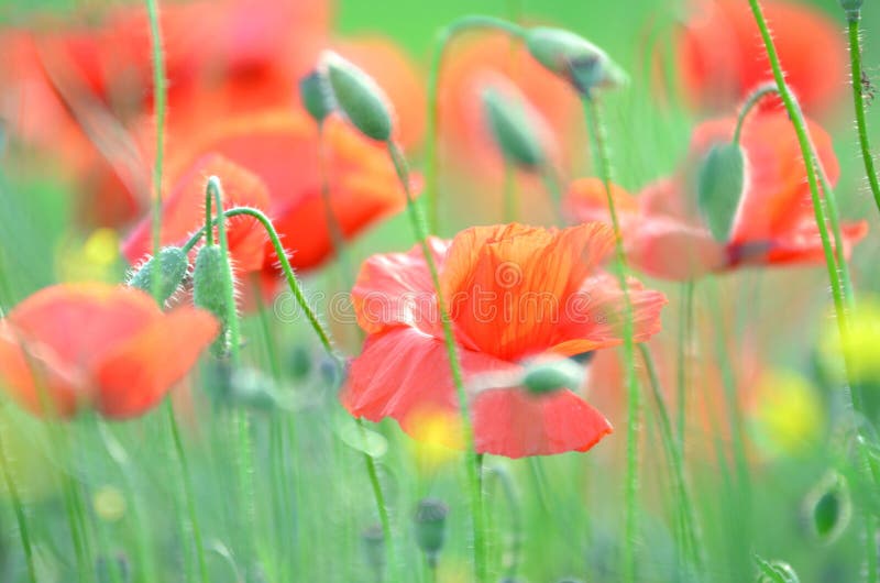 Delicate Poppy Seed Flowers on a Field Stock Photo - Image of bloom ...