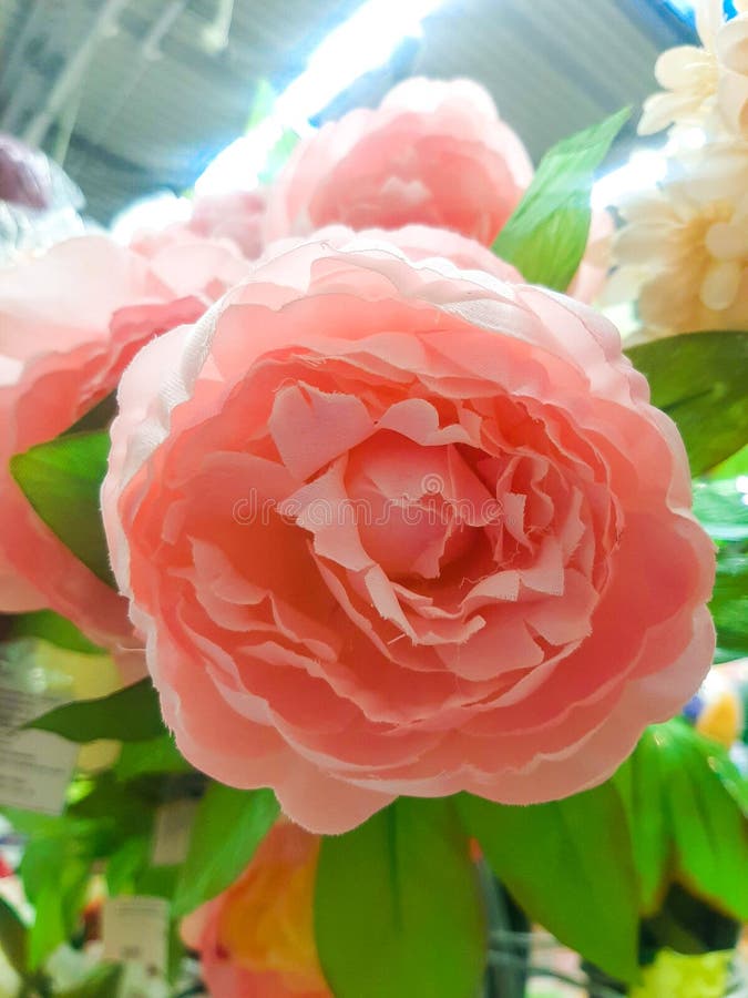 Delicate Powder Roses among Greenery Stock Photo - Image of gardening ...