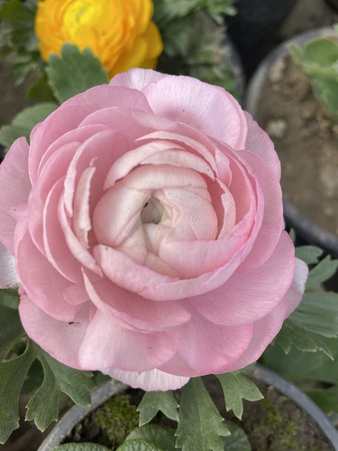 A Delicate yet Powerful Symbol of Passion and Devotion Stock Photo ...