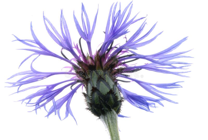 Delicate Purple Flower stock image. Image of attractive - 5309463