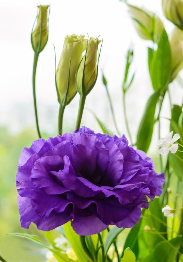 Delicate Purple Flower Eustomy (lisianthus) Stock Image - Image of ...