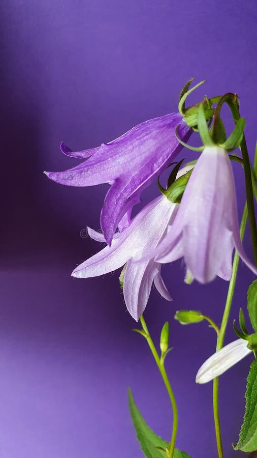 Delicate Purple Flowers on a Purple Background Stock Photo - Image of ...