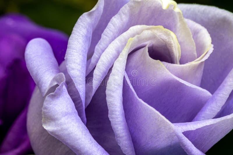 Delicate purple rose stock photo. Image of flower, bright - 189700238