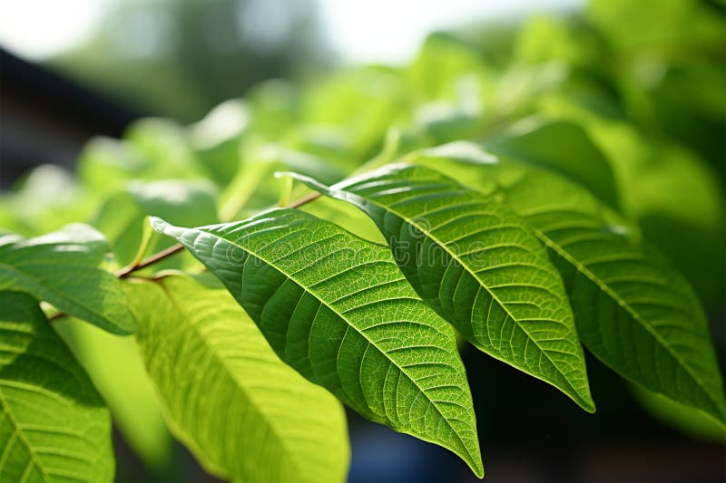 Delicate Queens Tree Leaves, Soft Focus, Forming Elliptical, Spear ...