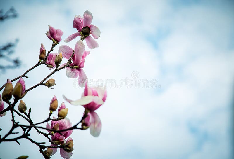 Delicate, Rare Flowers of Magnolia Sulange Stock Photo - Image of ...