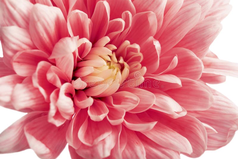 Delicate Red Chrysanthemum Flower on White Background Stock Image ...