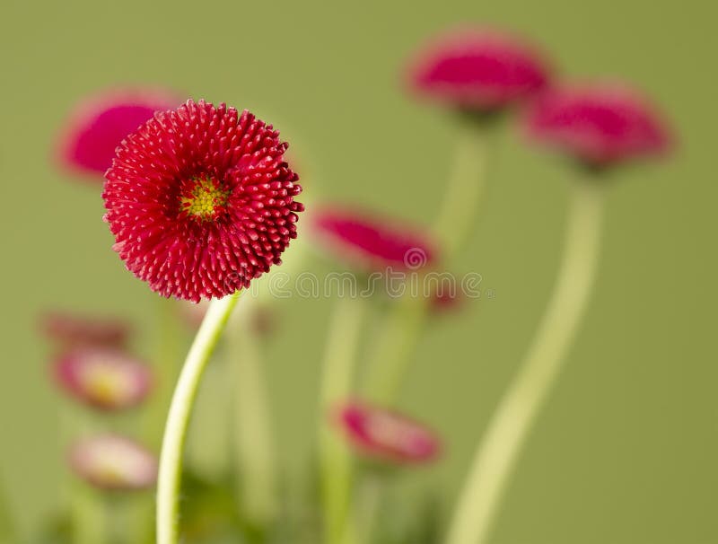 Delicate Red Daisy Flower on Green Background Stock Image - Image of ...