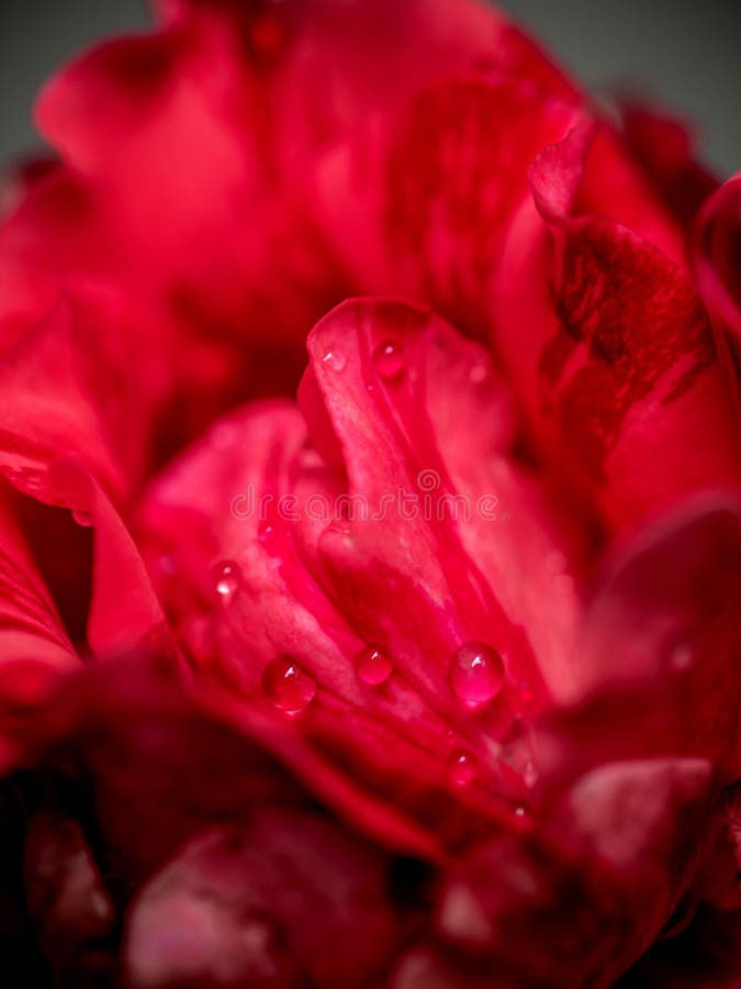 Delicate Red Intuition Rose Petals As Nature Background Stock Photo ...