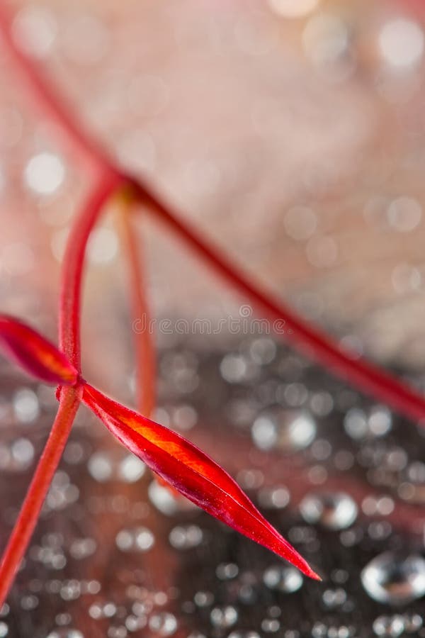 Delicate Red Leaf Close Up stock photo. Image of field - 240090260