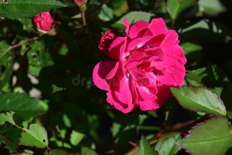 Delicate Red Rose Flower Bloom Stock Image - Image of rose, color: 91859225