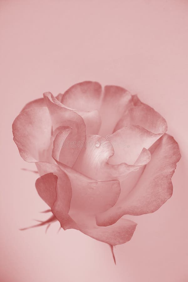 Delicate Rose stock photo. Image of represents, petals - 84142728