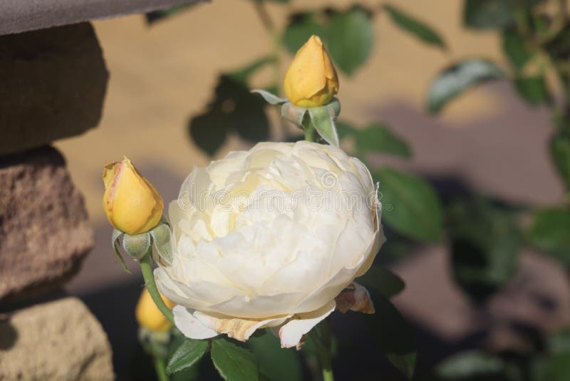 Delicate Rose, Beautiful Blossoming Flower, 2 Stock Photo - Image of ...