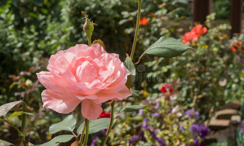 Delicate rose stock image. Image of isolated, lotus, sweet - 46013585