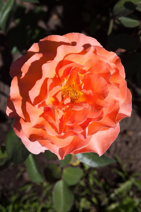 Delicate rose in garden stock image. Image of adorable - 126618167