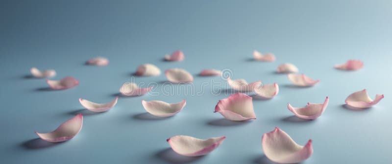Delicate Rose Petals Scattered on a Blue Background Stock Photo - Image ...