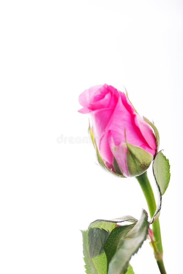 Delicate Rose on a Plain White Background Stock Image - Image of color ...