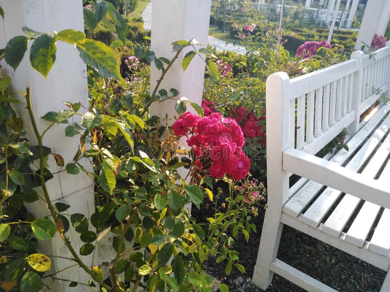 Delicate Roses Trying To Climb As High As Possible Stock Image - Image ...