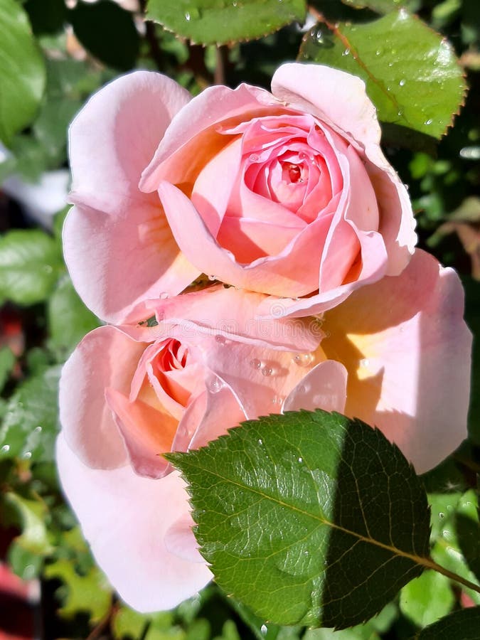 Delicate Roses with Water Drops Stock Image - Image of roses, shrub ...