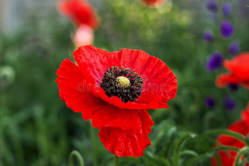 Delicate Scarlet Poppy Flower on a Flowerbed in the Open Ground Stock ...