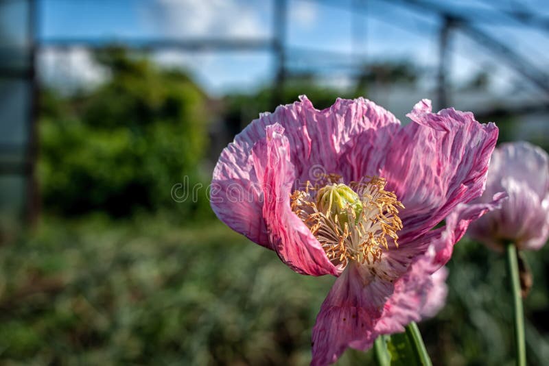 Delicate Scarlet Poppy Flower on a Flowerbed in the Open Ground Stock ...