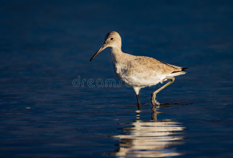 Delicate Shorebird, the Willet in Fort DeSoto Stock Photo - Image of ...