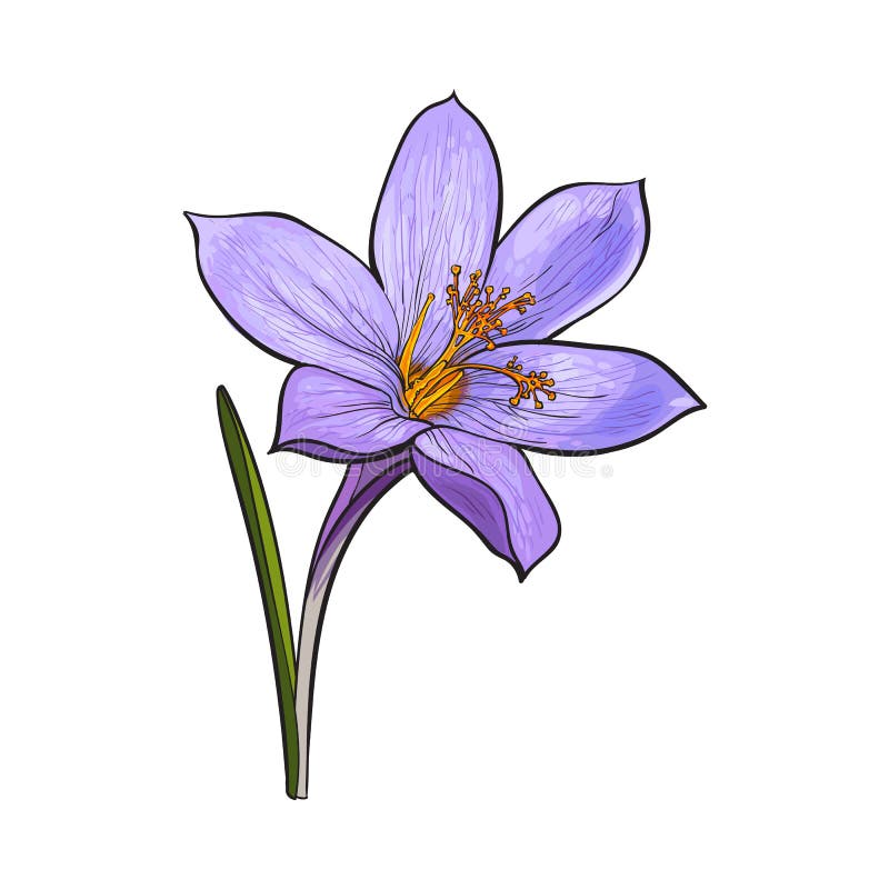 Delicate Single Crocus Spring Flower with Stem and Leaf Stock Vector ...