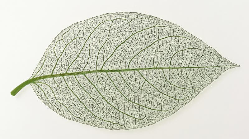 Delicate Skeleton Leaf Vein Structure Displayed Stock Illustration ...