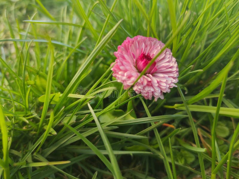 Delicate Small Pink Flower in the Grass, Natural Spring Background ...