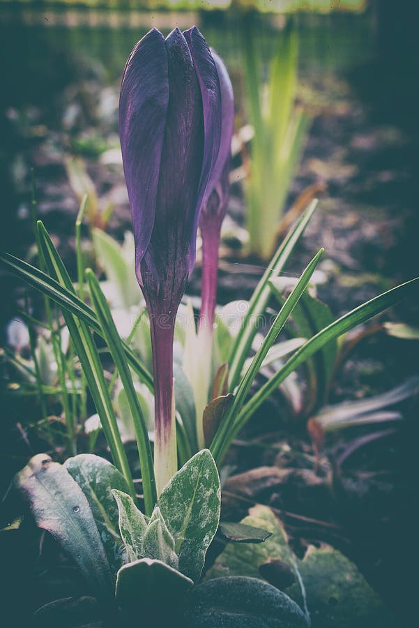 Delicate Small Spring Crocus Growing in the Garden in March Stock Photo ...