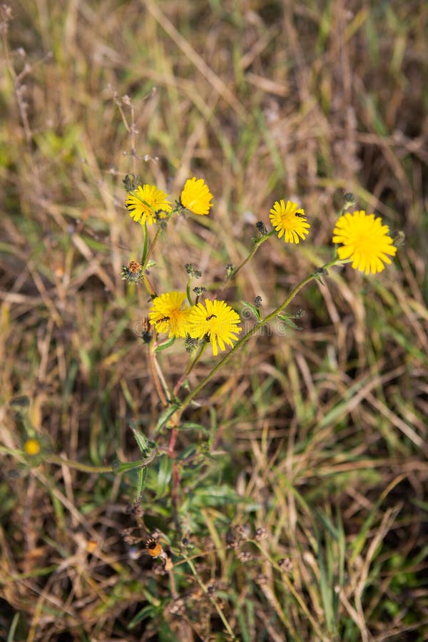 Flowers In Field At Sunset Picture. Image: 88696748