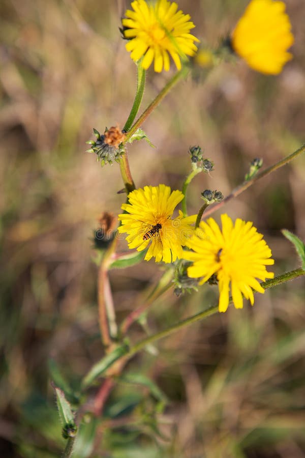 Delicate Small Yellow Wildflowers in the Meadow Stock Photo - Image of ...