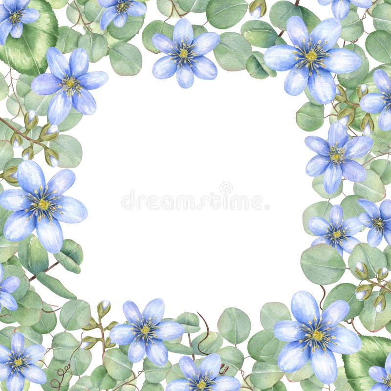 Delicate Soft Blue Hepatica Flowers and Eucalyptus Leaves Square ...