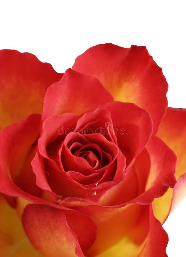 Delicate and soft rose stock image. Image of elegance - 2330389