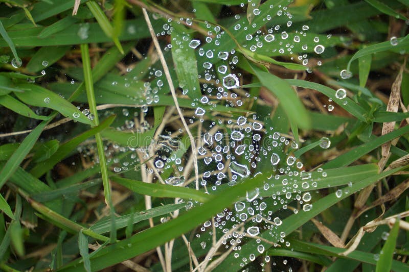 The Delicate Spider Web in Dewy Grass Forms a Trap, Capturing ...