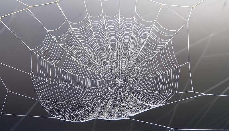 A Minimalist Spider Web Design Featuring Clean, Geometric Lines that ...