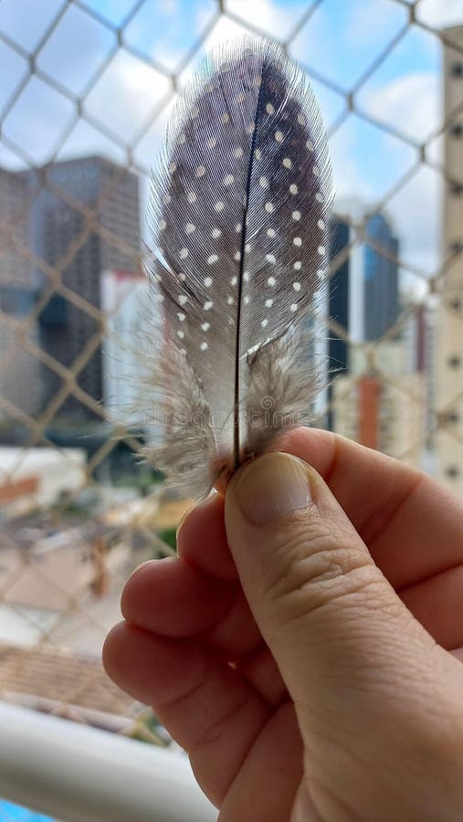 Delicate Spotted Feather Hand Stock Photos - Free & Royalty-Free Stock ...