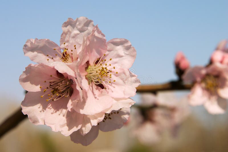 Delicate spring stock photo. Image of branch, delicate - 2121164