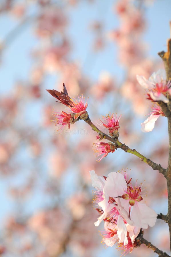 Spring stock image. Image of spring, blown, trees, flowers - 16830989