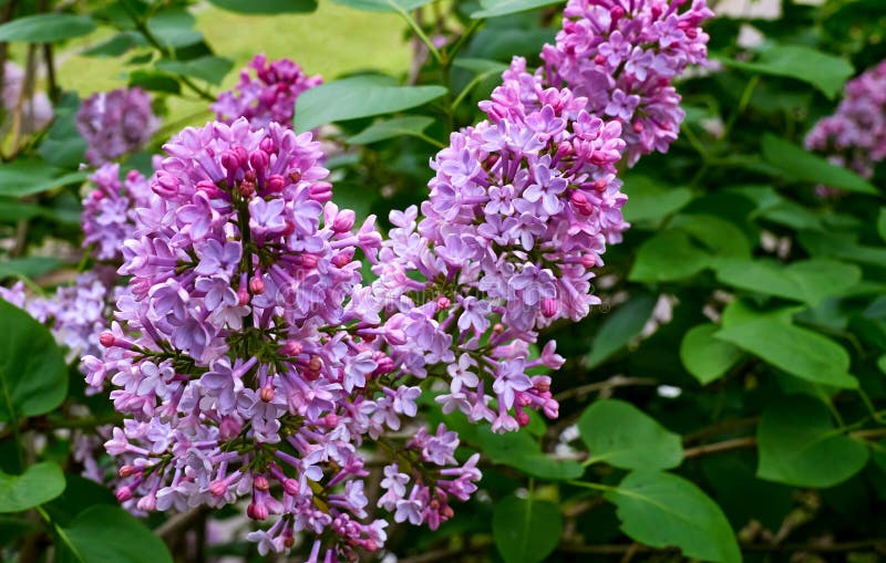 Delicate Spring Dance of Two Branches of Fragrant Lilac Stock Photo ...