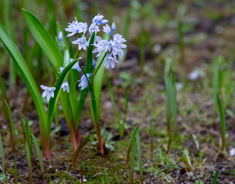 Delicate spring flower stock image. Image of bluebell - 136816981