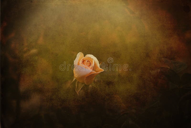 Delicate Spring Flower Rose Close-up in a Sunny Garden Stock Photo ...