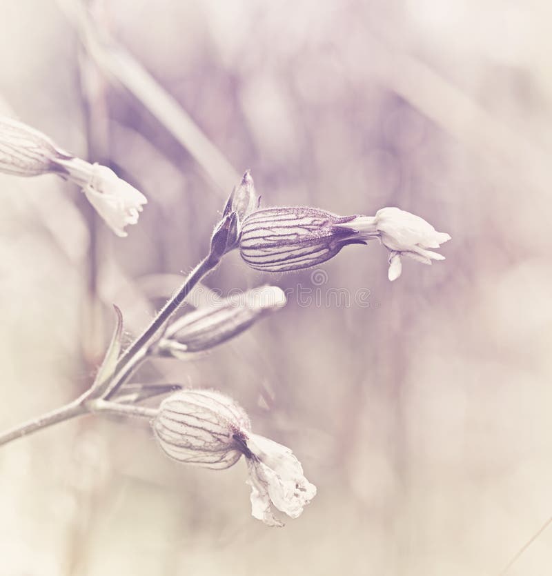 Delicate Spring Pink Flowers in the Sunlight, Soft Focus, Close-up ...