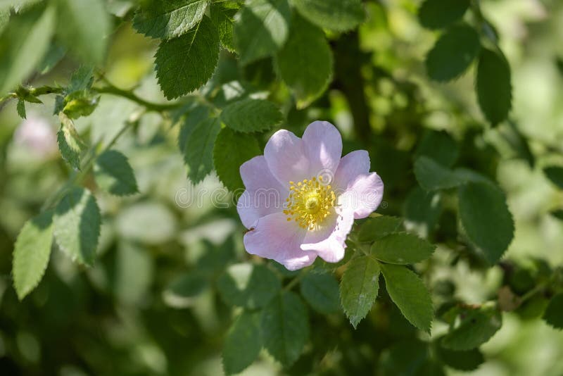 Delicate spring flowers 1 stock photo. Image of eyes - 118480828