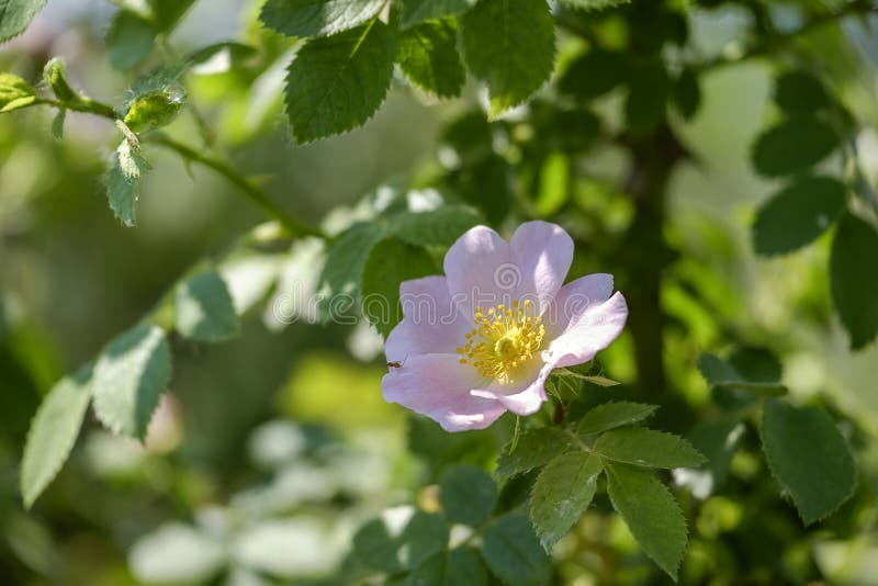 Delicate spring flowers 2 stock photo. Image of floret - 118480830