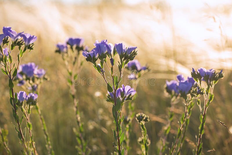 Delicate Spring Flowers in the Field and Feather Grass Stock Image ...