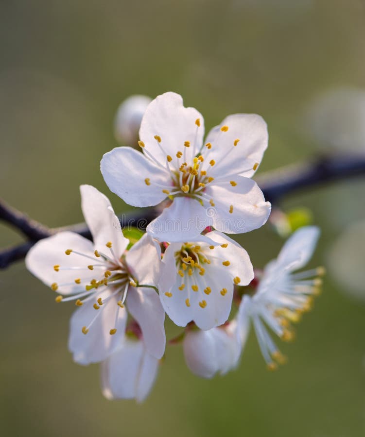 Delicate Spring Flowers on Tree Branches Stock Photo - Image of ...