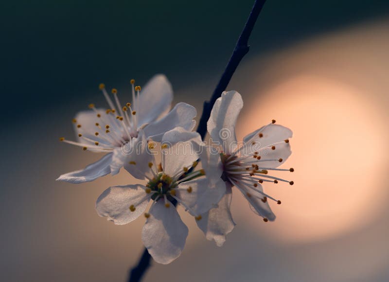Delicate Spring Flowers on Tree Branches Stock Photo - Image of flowers ...