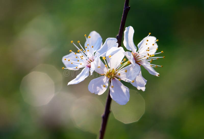 Delicate Spring Flowers on Tree Branches Stock Photo - Image of fruit ...