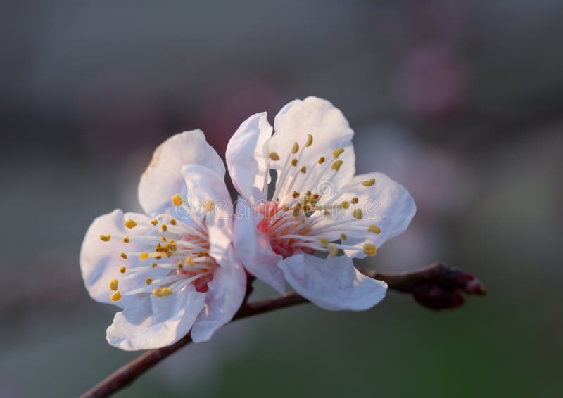 Delicate Spring Flowers on Tree Branches Stock Photo - Image of stamens ...